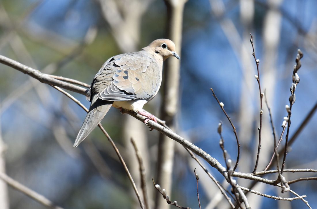Willows in bloom | News, Sports, Jobs - The Daily News
